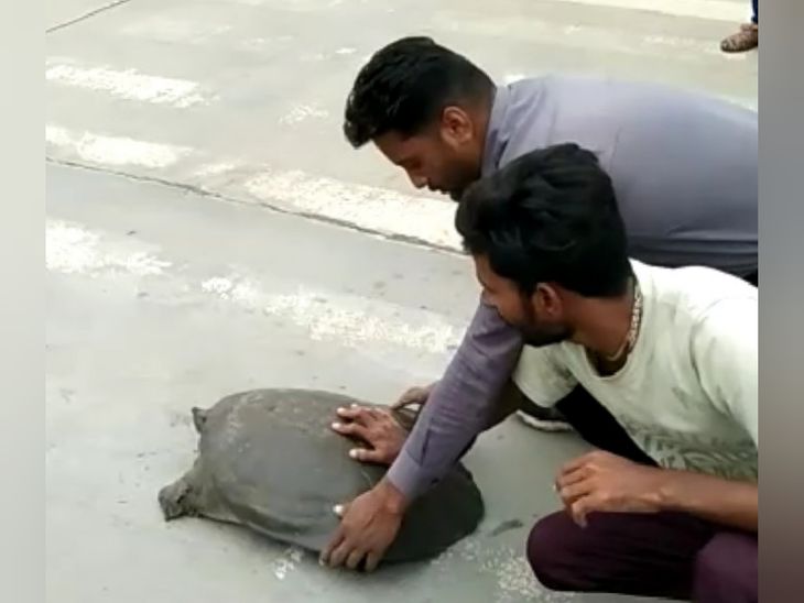 Department rescued 20 kg turtle, saved it from poachers | बांध के डाउन ...