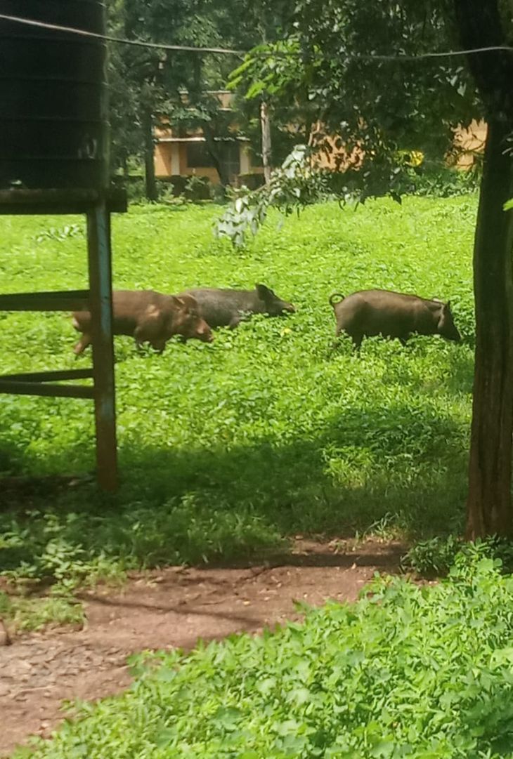 The wild boar roamed in Chaurai city for 10 days, 3 times the forest ...