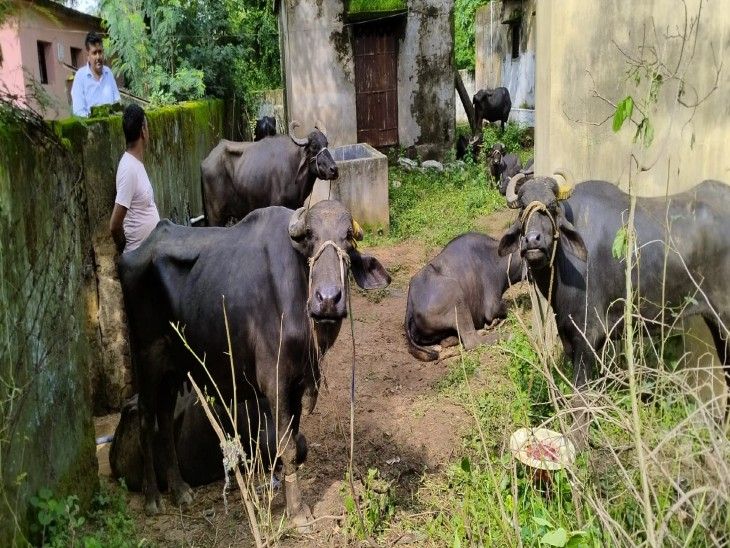 31 animals recovered from the container recovered during the blockade ...