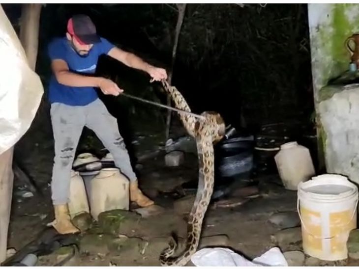 Ten feet python found in Betul's table, caught and left in the forest ...
