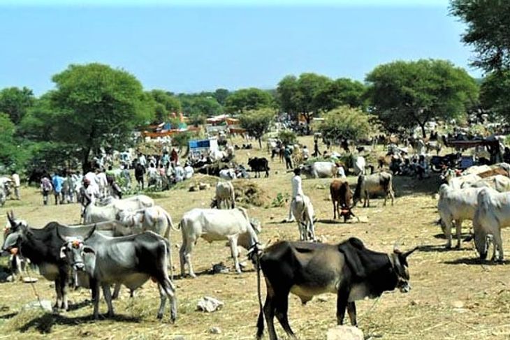 Clouds of crisis on the cattle fairs of Kumariyan, Devgarh and Amet ...