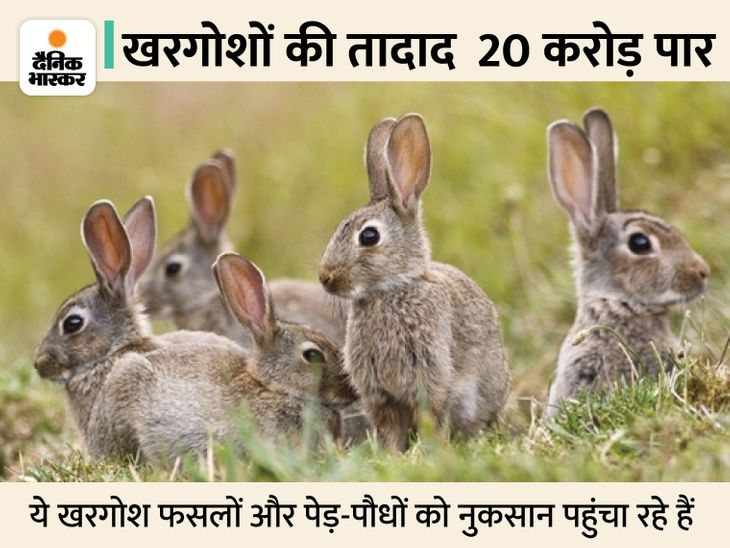 Two Dozen Rabbits Started an Ecological Invasion in Australia making a ...