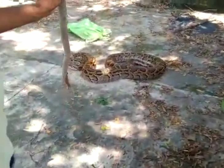 People were shocked to see the 30 KG and 15 feet python, the forest ...