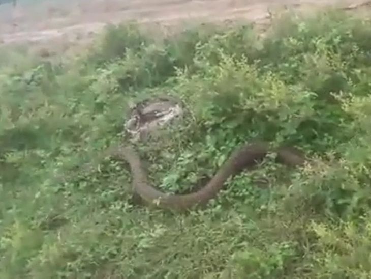 The forest department team caught and released it in the forest, the ...