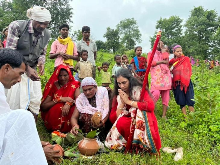 Plant medicinal, fruitful, shady plants in the inaccessible hills of ...