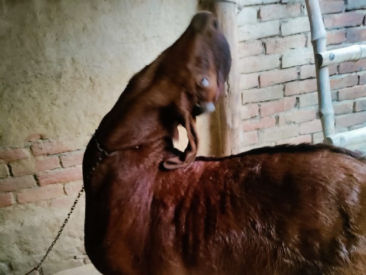 Police took action after a goat hit and injured an elderly | रामपुर में ...