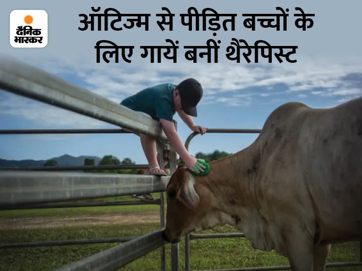 Cow Cuddling Therapy; Mental Patients Treatment In Australia With ...