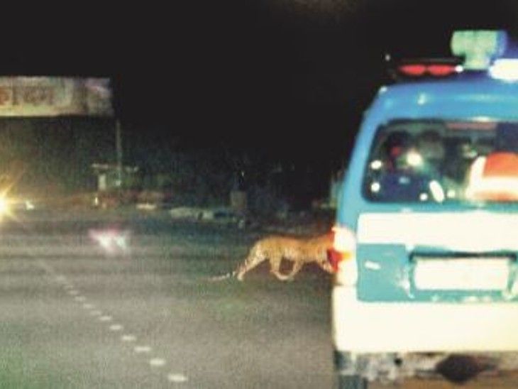 Rajasthan Leopard Population | 57 Leopards Entered Jaipur And Other ...