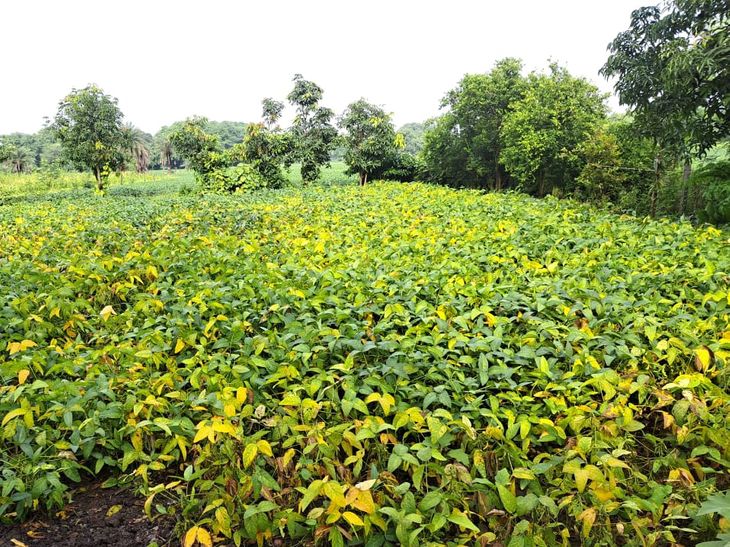 Soybean crop is getting spoiled due to yellow mosaic, the beans on the ...