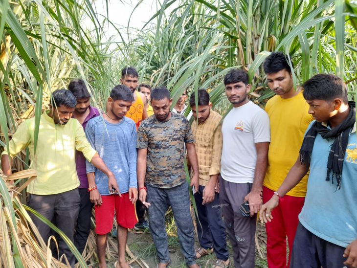 Remains of cows found in sugarcane field in Hasanpur Angry villagers demonstrated, police buried ...