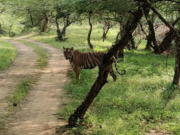 Tigress T-102 left in Ramgarh poisoned forest in Bundi | बाघिन टी-102 ...