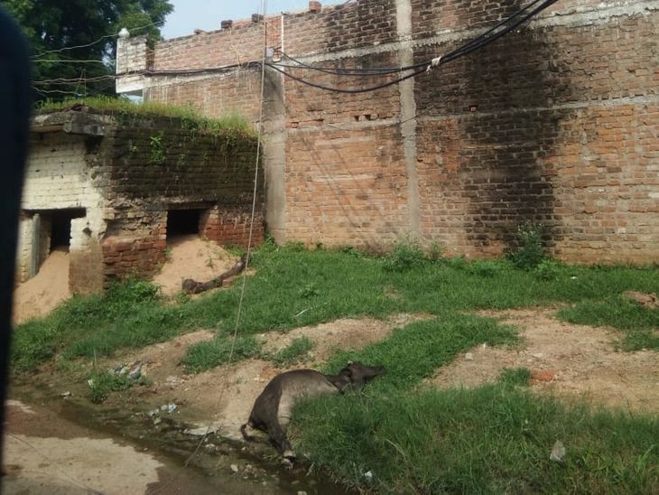 The wire of the pillar fell in Goira, the buffalo died due to ...