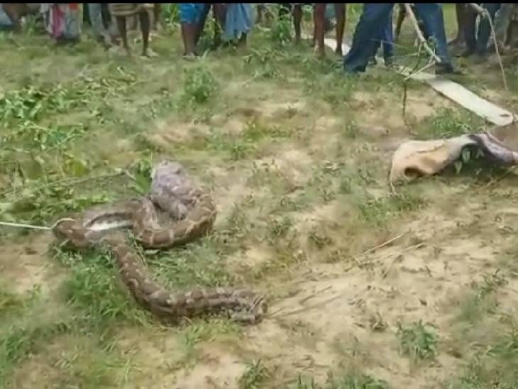 Seeing the villagers, the python released the jackal, the 60 kg python ...