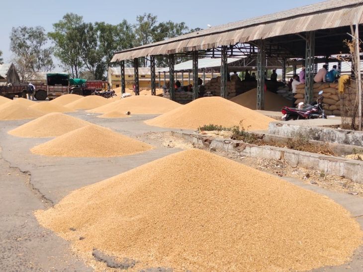 Maize sold at a higher rate than wheat, 11 agricultural commodities arrived