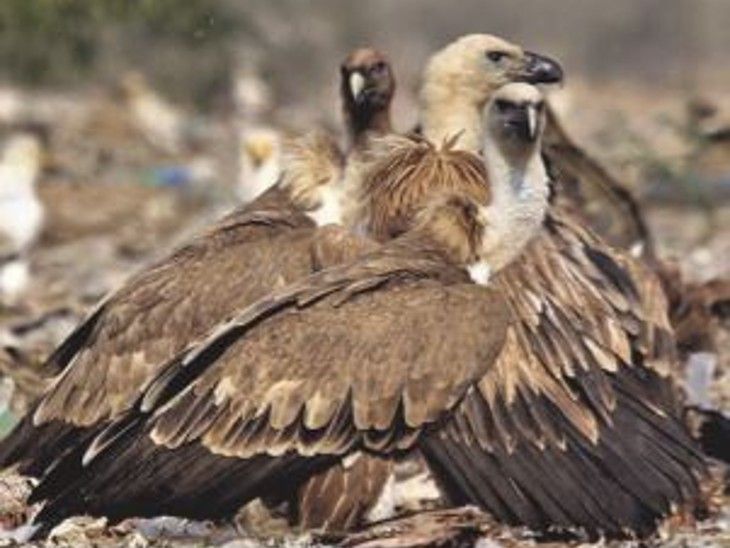 There are colonies of vultures in Sarmathura, many nests too, the first ...