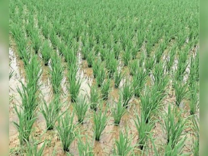 Worrying about reduced paddy yield due to less rain, now pest ...