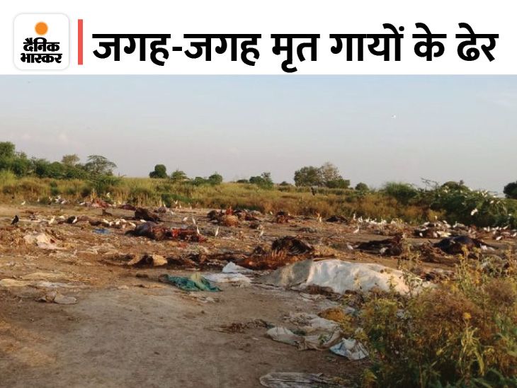 The smell in the 3 KM area, the skin was removed and piled up | लंपी से ...