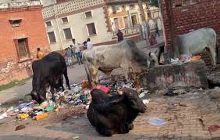 Stray animals become trouble, there is always the fear of accident ...
