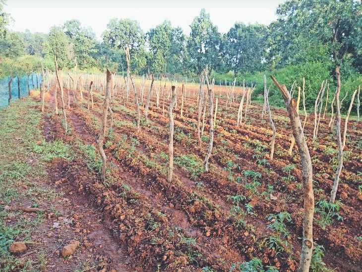 Farmers cutting Sal trees without permission to support tomato plants ...