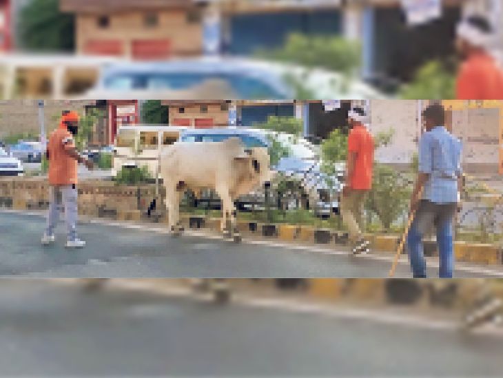 The cowcatcher came to catch the stray cattle, the cowherds took the ...