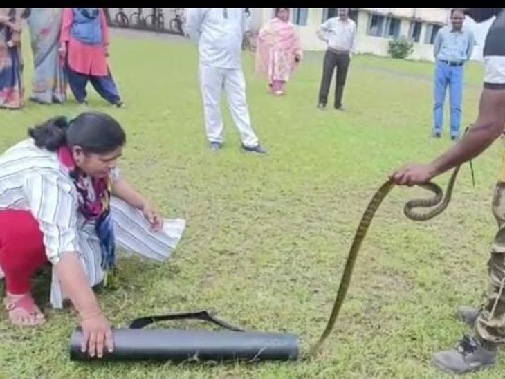 Students panic in class, snake friend rescued safely and left in the ...