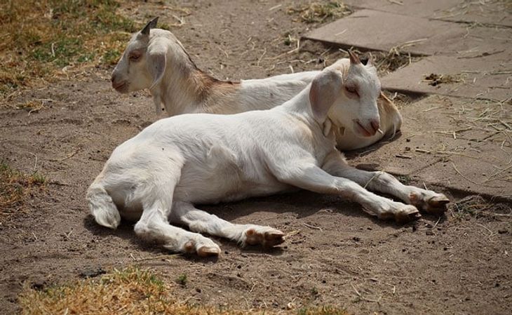 Saddened by the death of three goats in a nettle pot, the woman ate ...