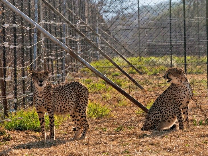 Kuno National Park Cheetah Translocation; MP's Largest Veterinary ...