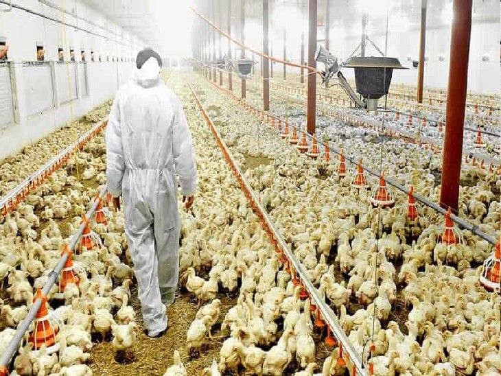 Poultry farm will be able to open only 500 meters away from residential ...