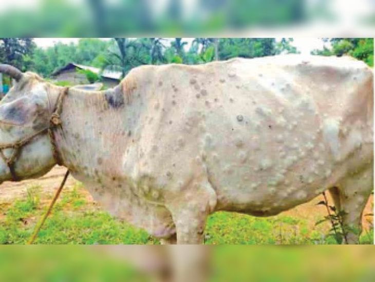 Pathmeda Godham will treat 'Lumpy' affected cows through 24 mobile ...