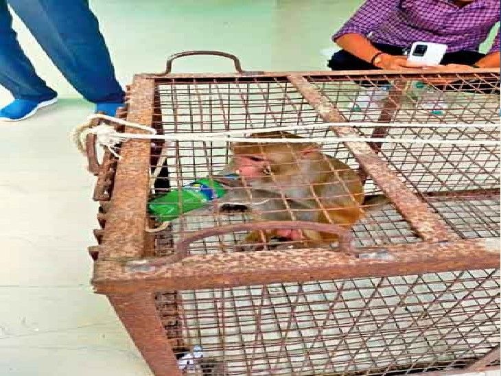 The monkey who bitten more than 100 people was caught, there was terror ...