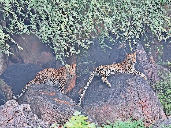 Desuri: 14 panthers more in the clan, the number reached 150, are seen ...