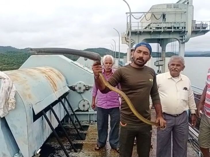 Seven feet Dhaman snake was hidden in the operating system, left in the ...