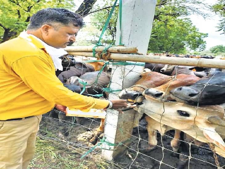 Special cow service in Shradh Paksha; Devotees are feeding jaggery ...