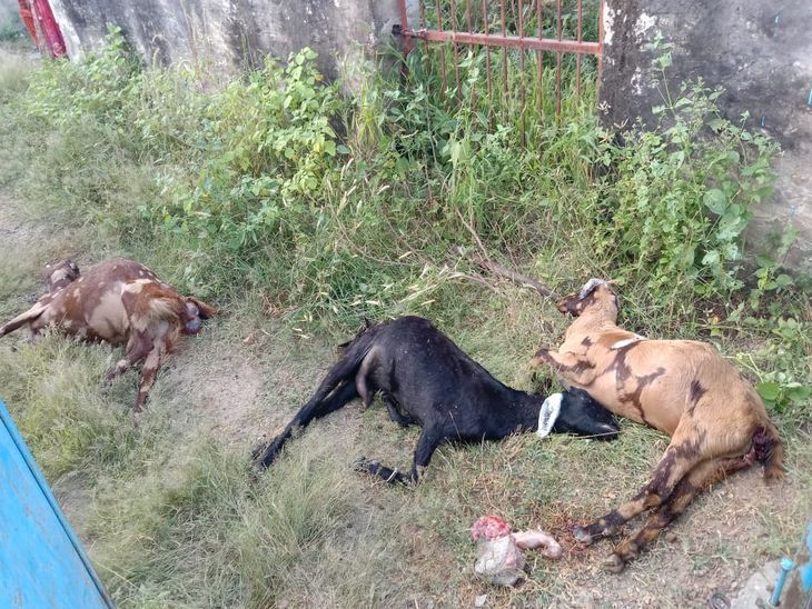 A dozen goats tied to the fence were put to death | अजमेर में लेपर्ड की दहशत, ग्रामीणों की चिंता ...