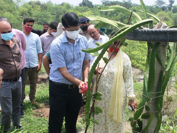 Dragon fruit processing unit to be set up in Una