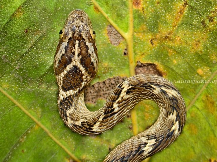 Common cat snake found in Valmikinagar, Tourists were surprised to see ...