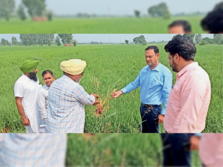 500 to 700 acres of paddy affected by virus in block Ropar | जायजा ...