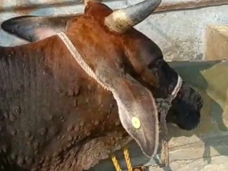 Careless cattle owners have left cattle on the roads, 375 animals of ...
