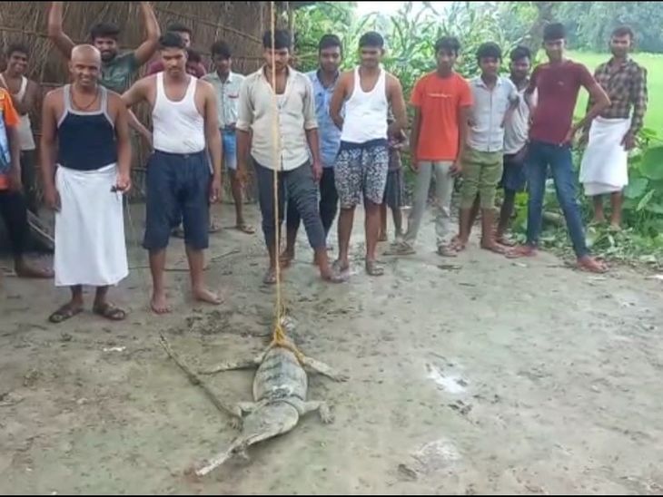 When they were seen floating in the canal, people gathered courage and ...