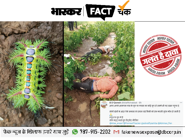 WhatsApp Viral Messages Alert; Dangerous Insects Kill Human | Fake News ...