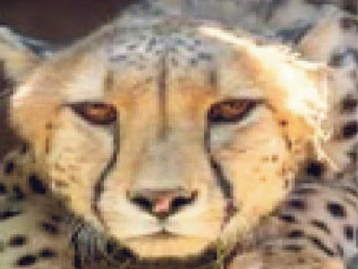 PM gave name to Kuno Ai female cheetah - Asha | हिन्दुस्तान की ‘आशा ...