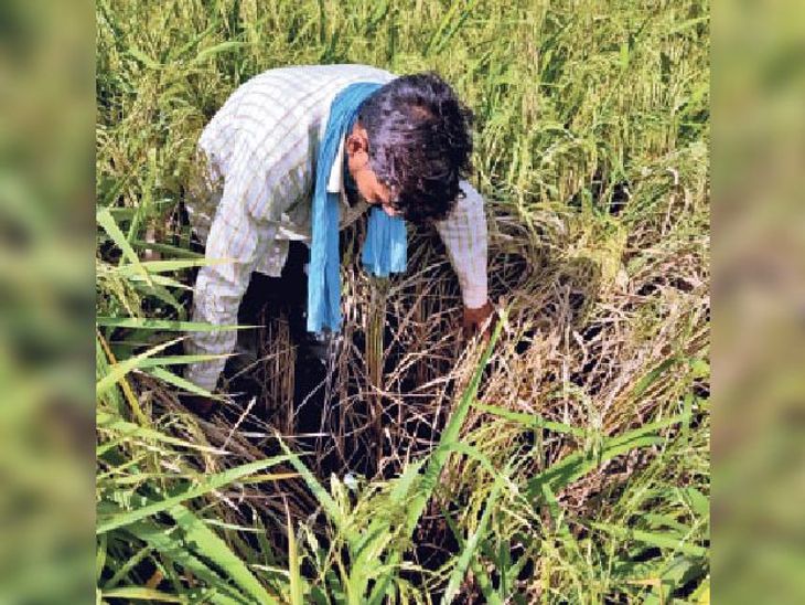Diseases in paddy due to excessive rain ... On the verge of destruction ...