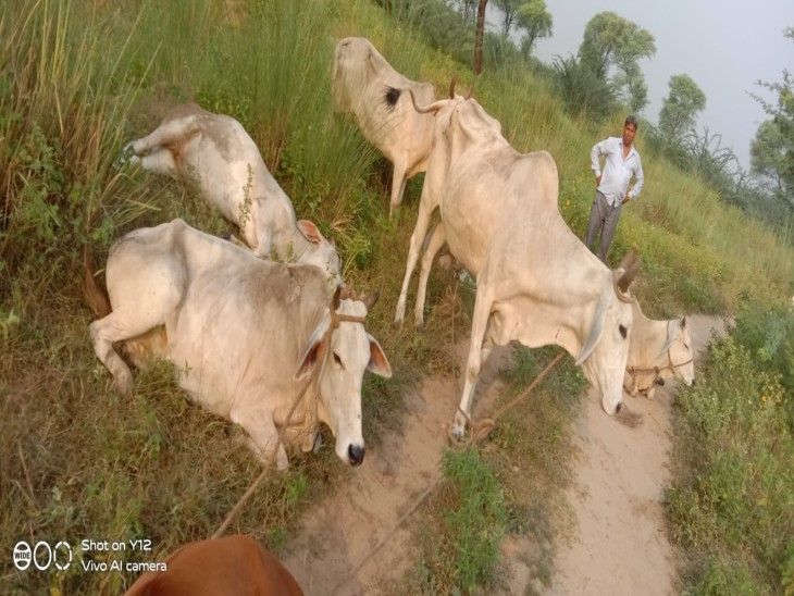 The mini truck was mercilessly loaded with 16 cows, 6 killed, the cow ...