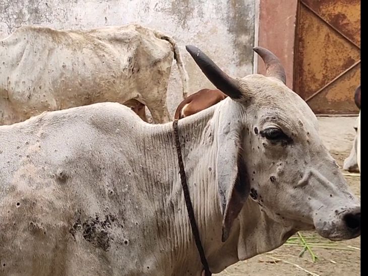 996 infected, 16 cows killed in 389 villages of Mandsaur district | दो ...