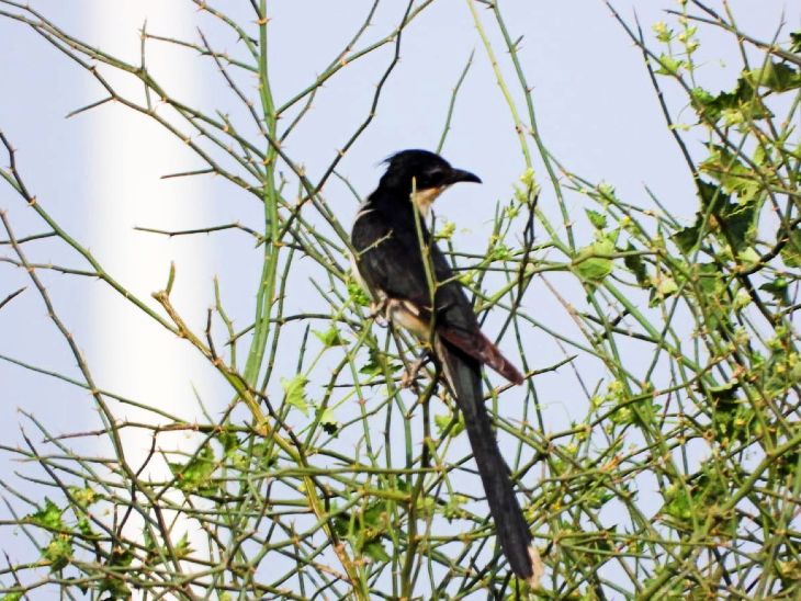 A 3-month-old guest bird from Africa will now return home | अरब सागर को ...