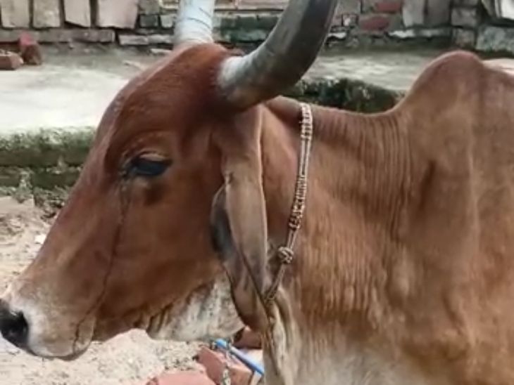 Symptoms of disease in more than a dozen cattle in the district, the ...