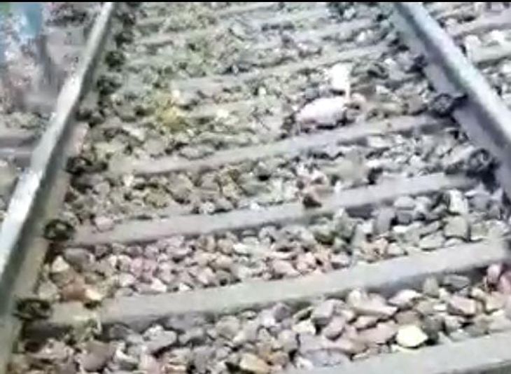 68 goats and sheep died after being hit by a train on the railway line ...