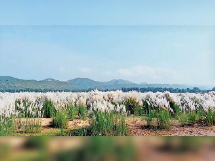 Kashi flower signifies the arrival of Maa Durga | मां दुर्गा के आगमन का ...