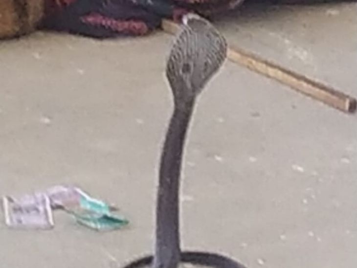 5 feet long poisonous snake was sitting hiding in a bundle of books ...