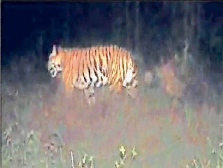 Forest Department claims, evidence of two tigers found in Palamu ...